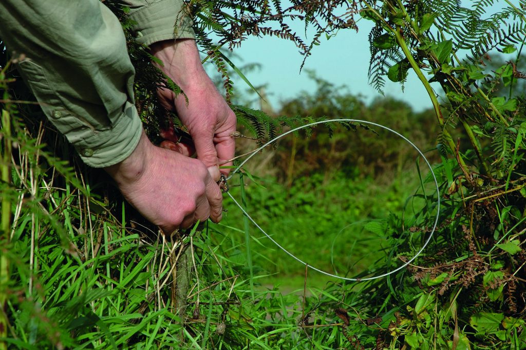 Wales first to introduce a total ban on snares - Shooting UK