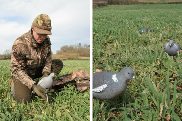 Shooting pigeons with an airgun and placing decoys - Shooting UK
