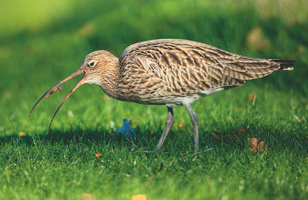 A new dawn for curlew recovery - Shooting UK
