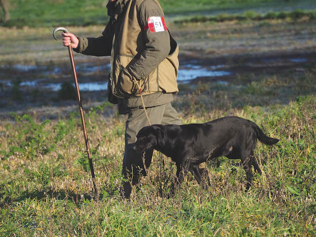 Are field trials champions REALLY the best? - Shooting UK