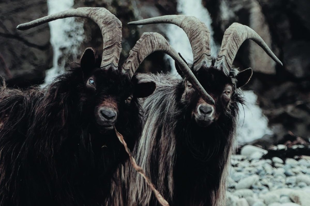 Why feral goats can be a benefit for their environment - Shooting UK