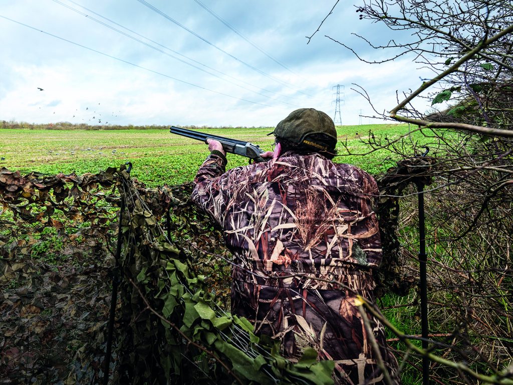 Spring pigeon shooting - Peter Theobald on the best drills - Shooting UK