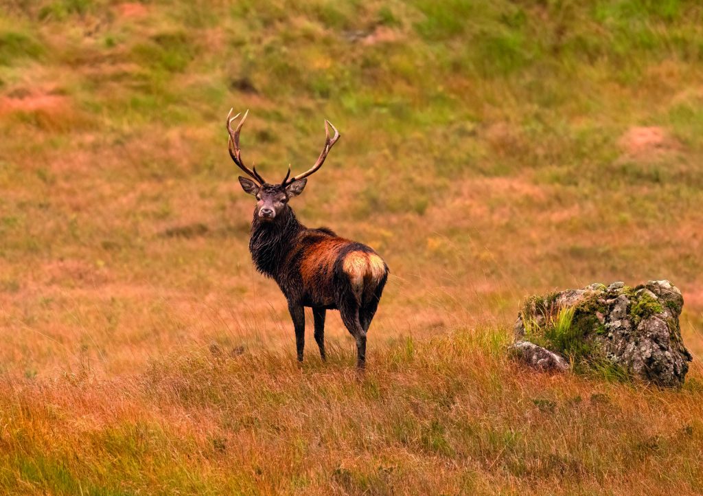 Devil in new deer laws is in the detail - Shooting UK