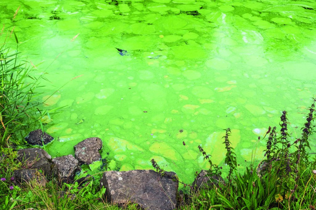 Anglers told not to eat fish from Lough Neagh feeder rivers - Shooting UK