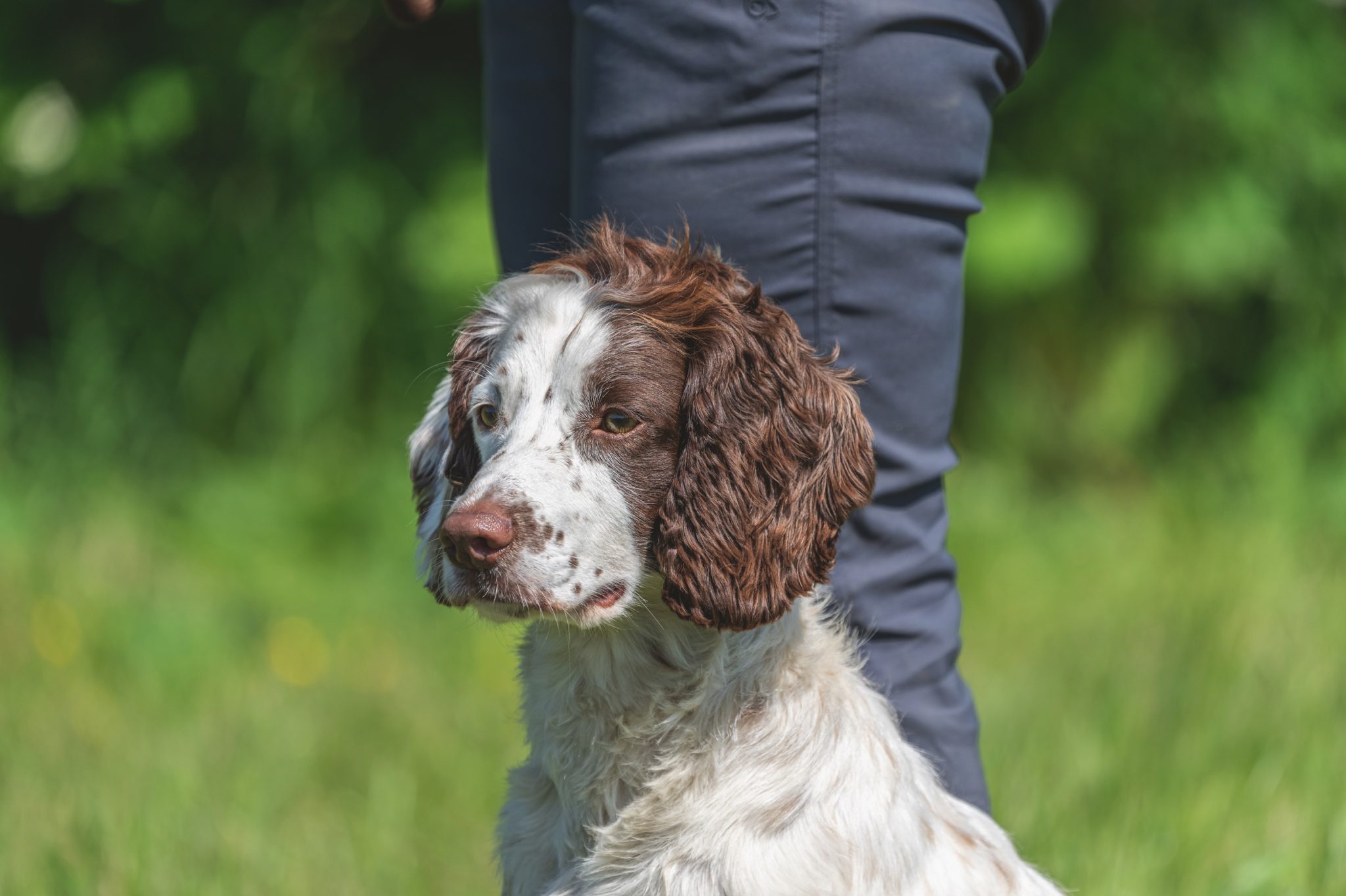 Tips for your gundog's first day in the field - Shooting UK