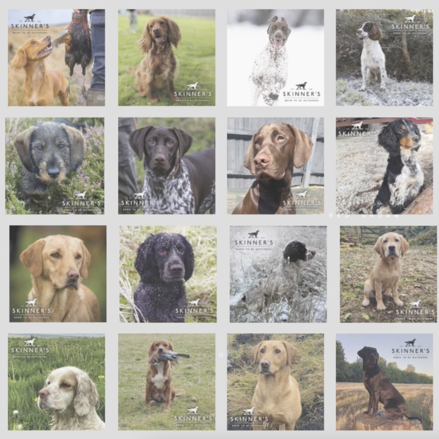 Shooting Times Dog of the Week Competition - Shooting UK