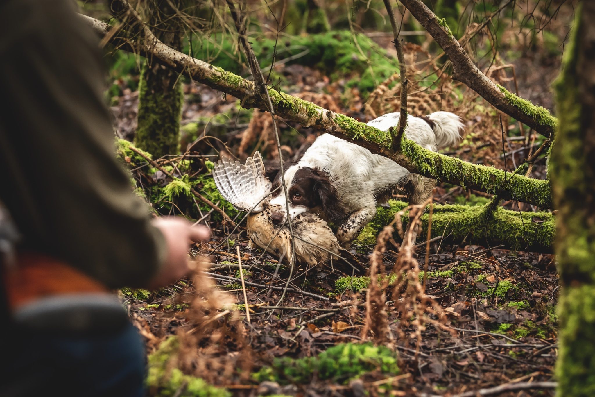 Getting started in rough shooting - Shooting UK