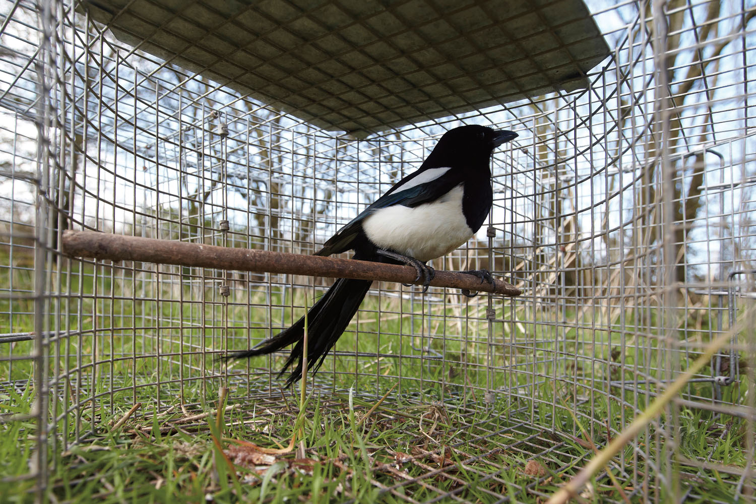 Gamekeeping traps and snares: legal predator control guide - Shooting UK