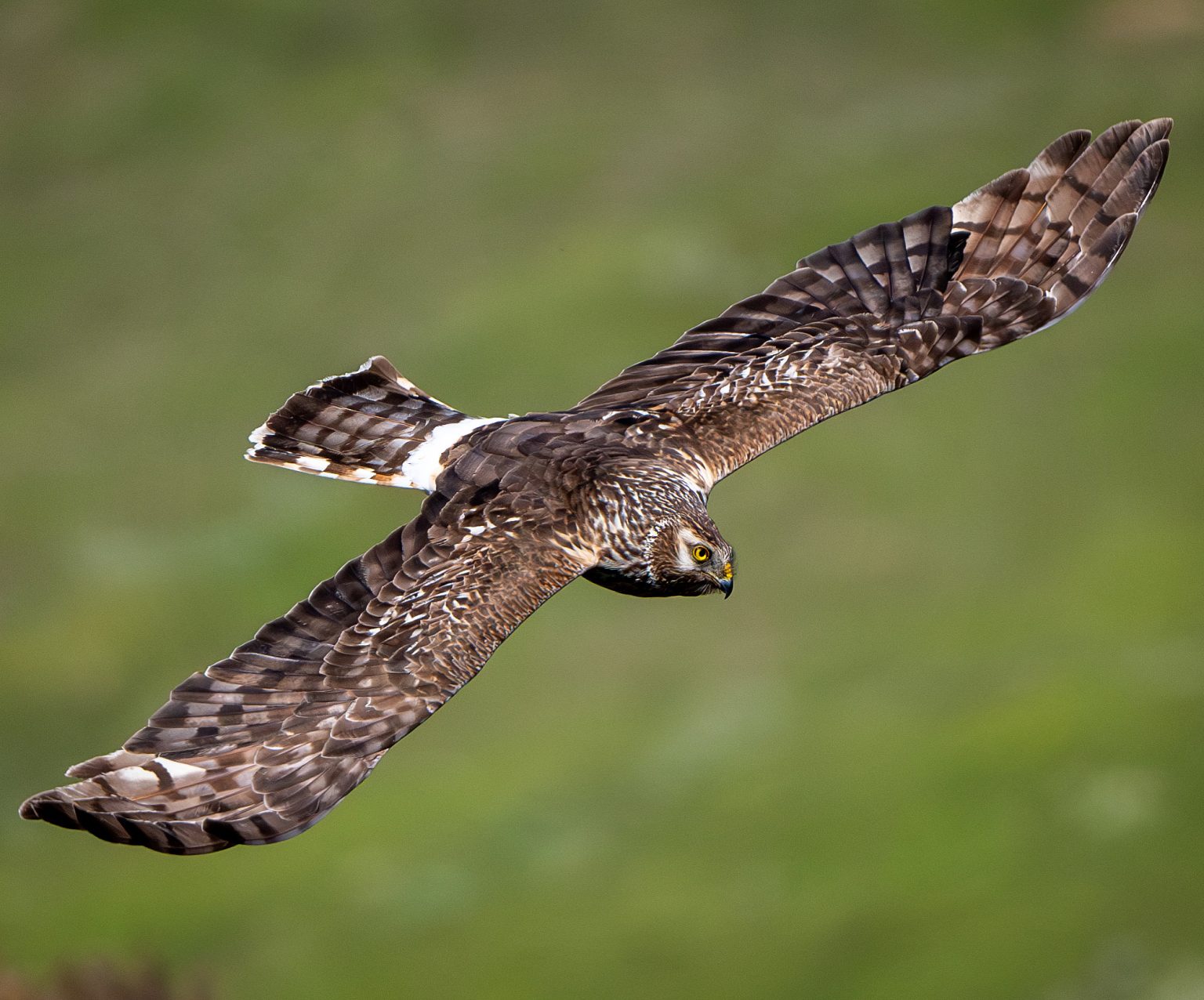 RSPB report sparks fresh debate over raptor persecution - Shooting UK