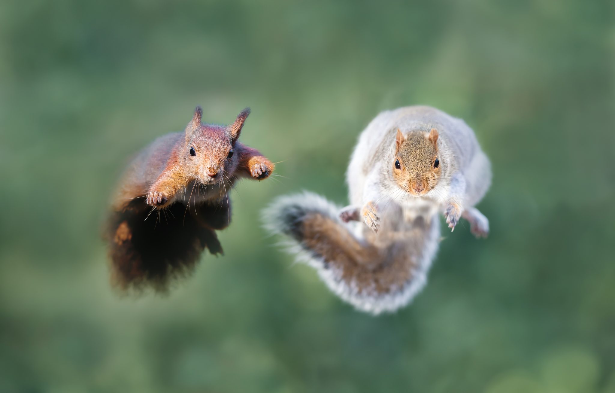 King sees hope for reds in grey squirrel contraceptive research ...
