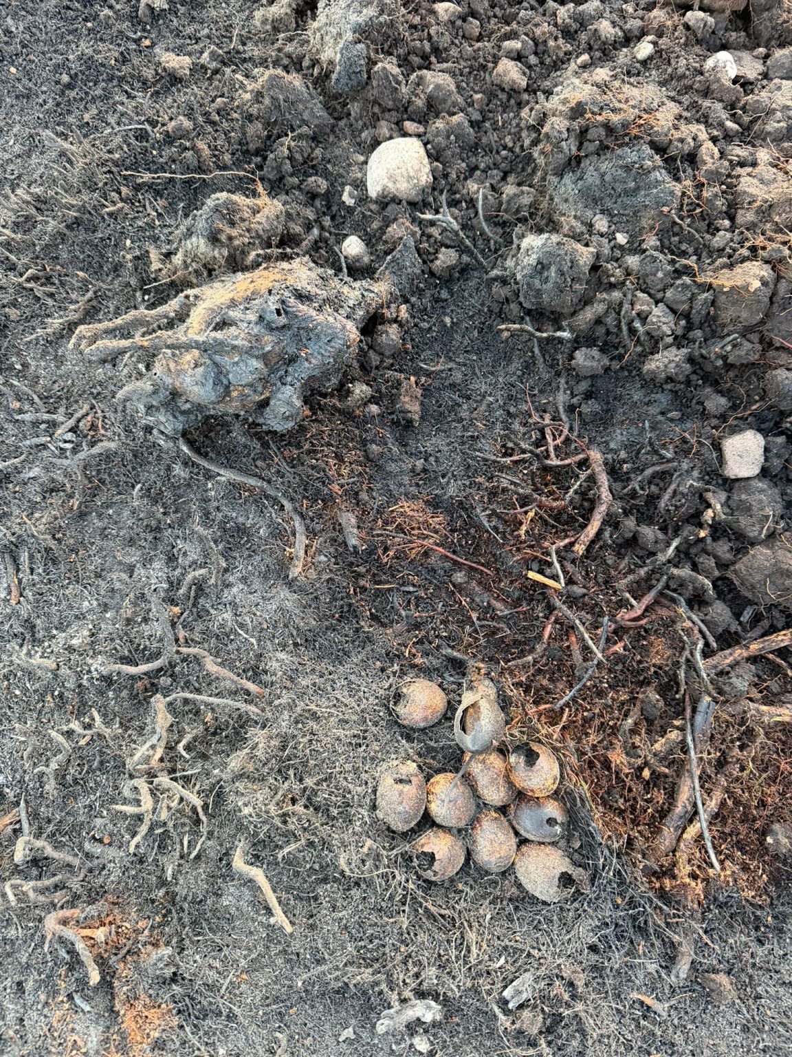 Gamekeepers praised after joint effort halts Pentlands wildfire ...