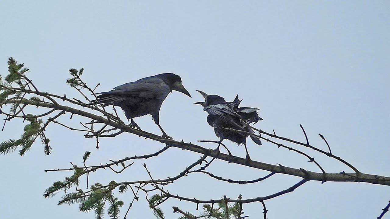 The intelligence of rooks - Shooting UK
