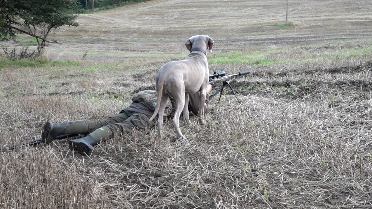 What you need to know about the gralloch when stalking - Shooting UK