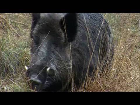 Wild boar shooting in the UK - Shooting UK