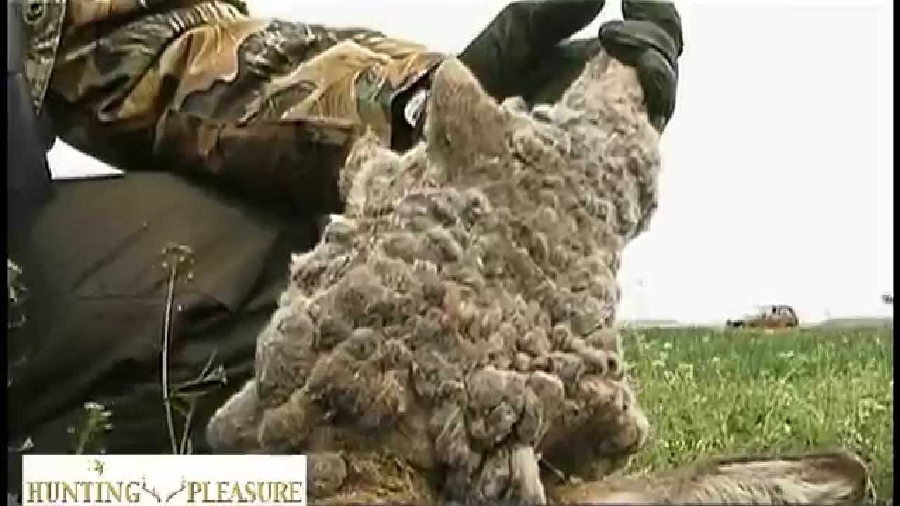 What is a perruque head on a deer? - Shooting UK