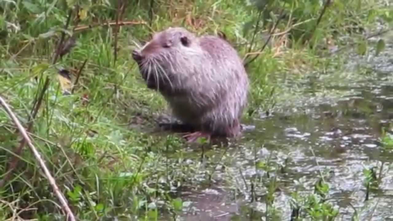 What happened to the coypu in England? - Shooting UK