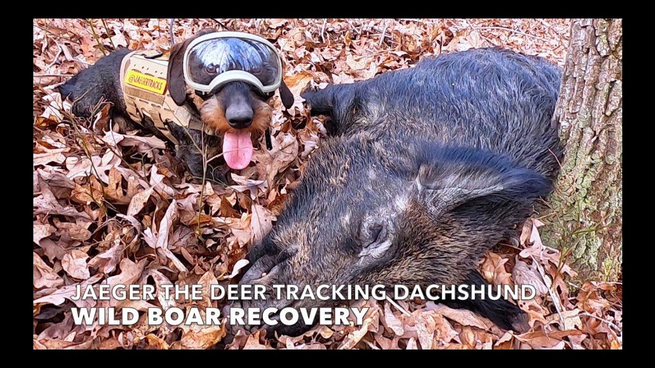 All about the German teckel - a working dachshund - Shooting UK