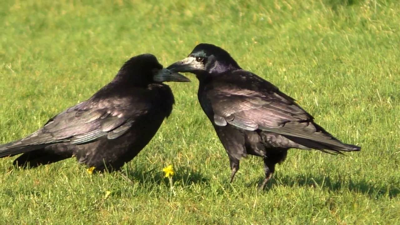 The intelligence of rooks - Shooting UK