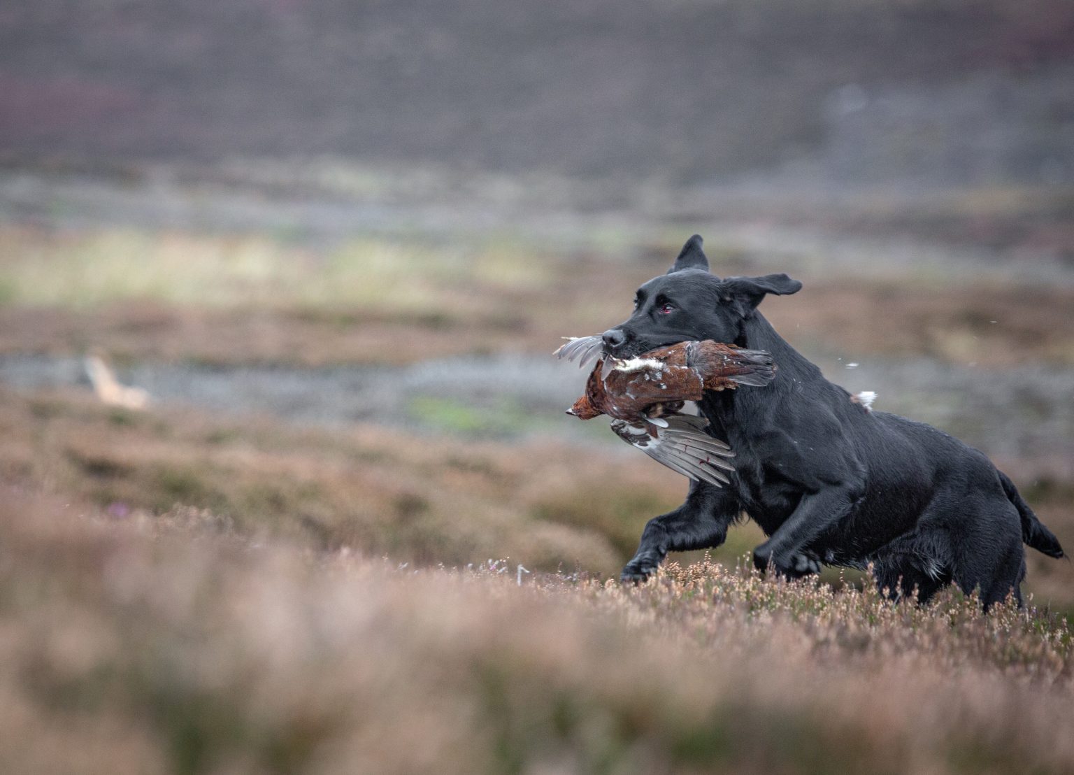 Once-in-a-lifetime grouse day - Fieldsports Journal